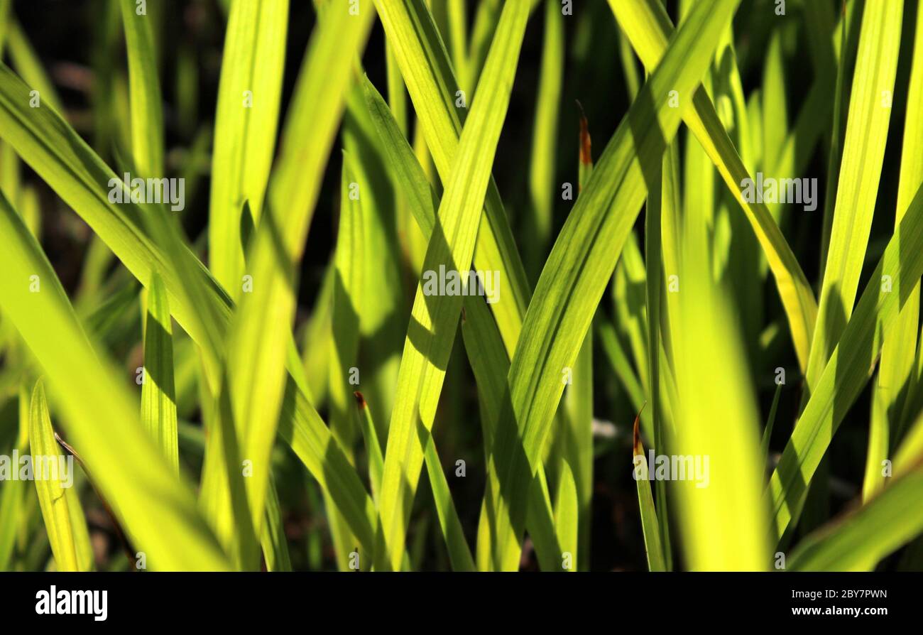 Sunlit green iris leaves hi-res stock photography and images - Alamy