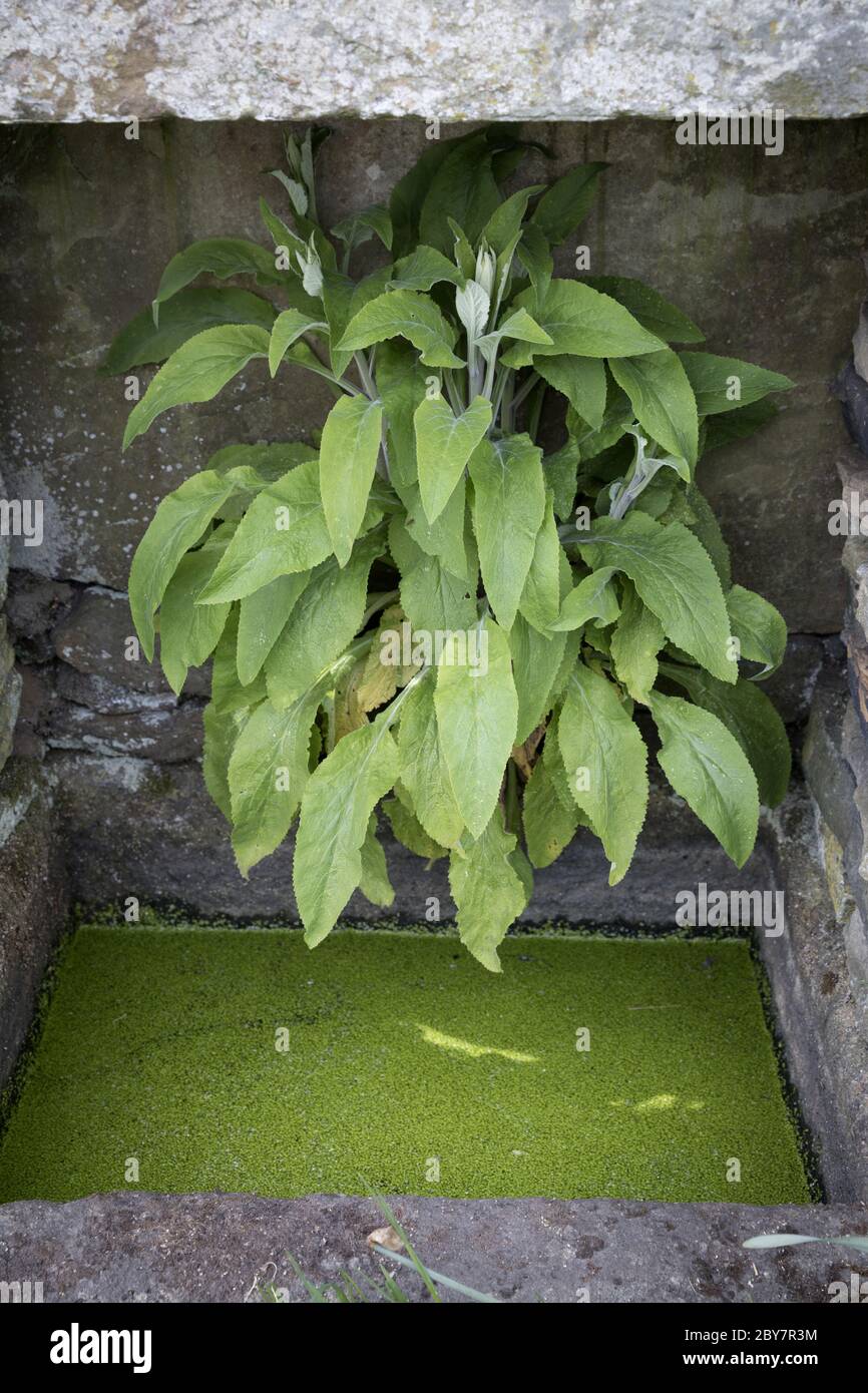 A stone roadside well with covered in green algae Stock Photo - Alamy