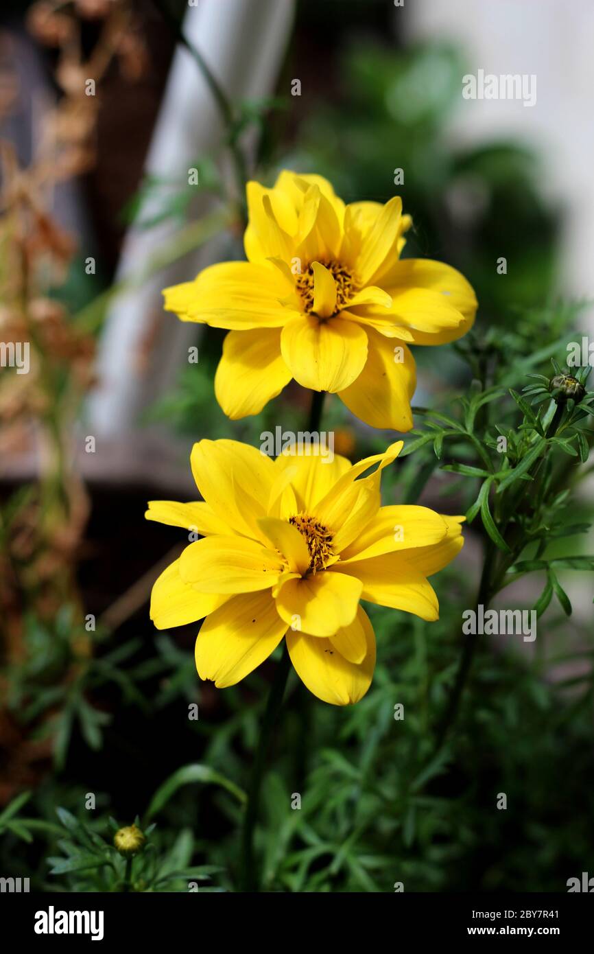 Bident hi-res stock photography and images - Alamy