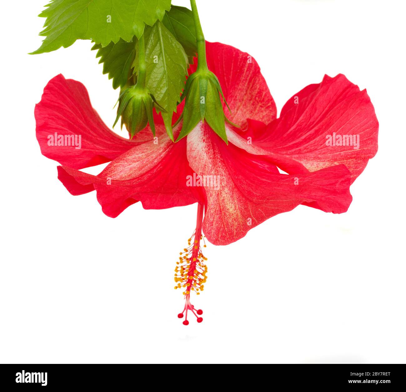 Hibiscus green leaf bud Cut Out Stock Images & Pictures - Alamy