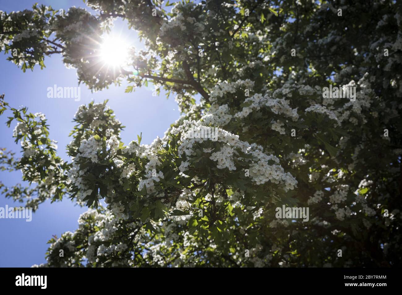 A hawthorn tree in blossom Stock Photo - Alamy