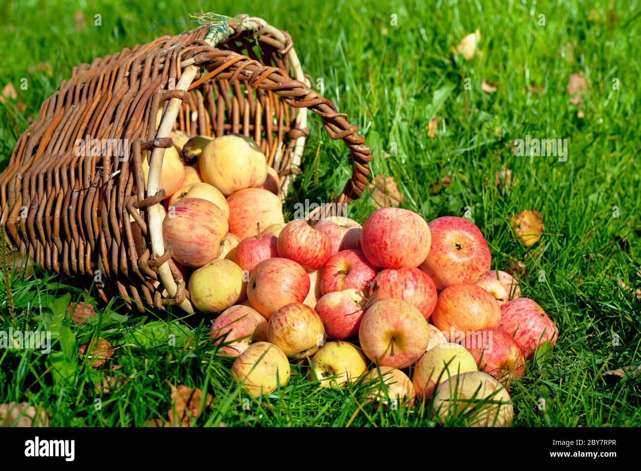 Apples in a basket Stock Photo - Alamy