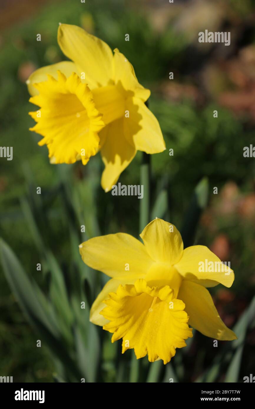 Long stem daffodil hi-res stock photography and images - Alamy