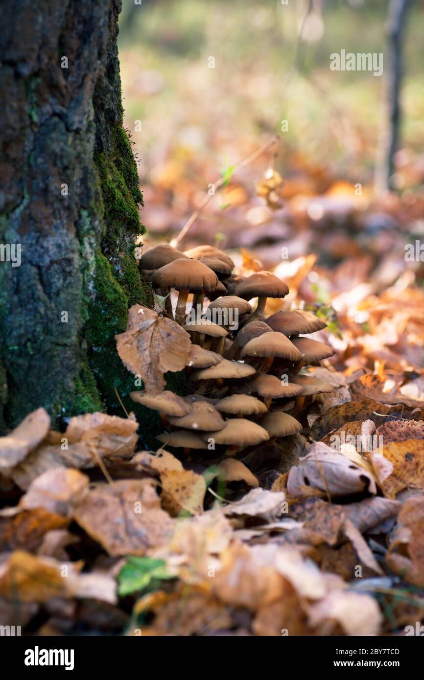 Raw toadstools hi-res stock photography and images - Alamy