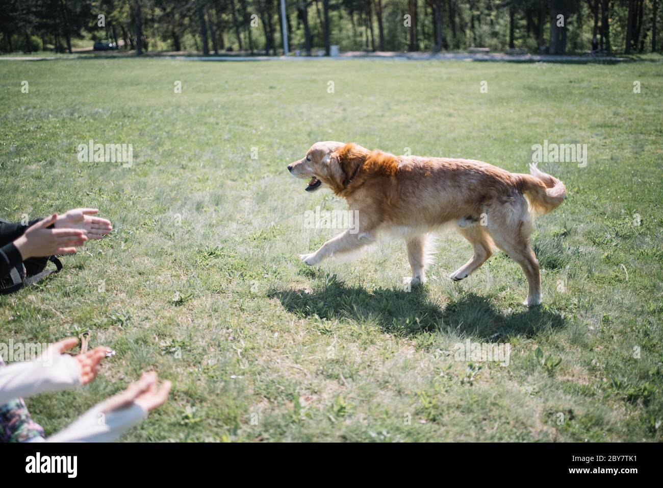 Clapping dog hi-res stock photography and images - Alamy
