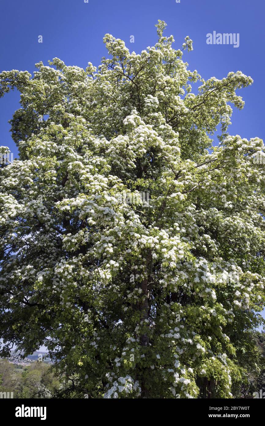 Mayflower tree hi-res stock photography and images - Alamy