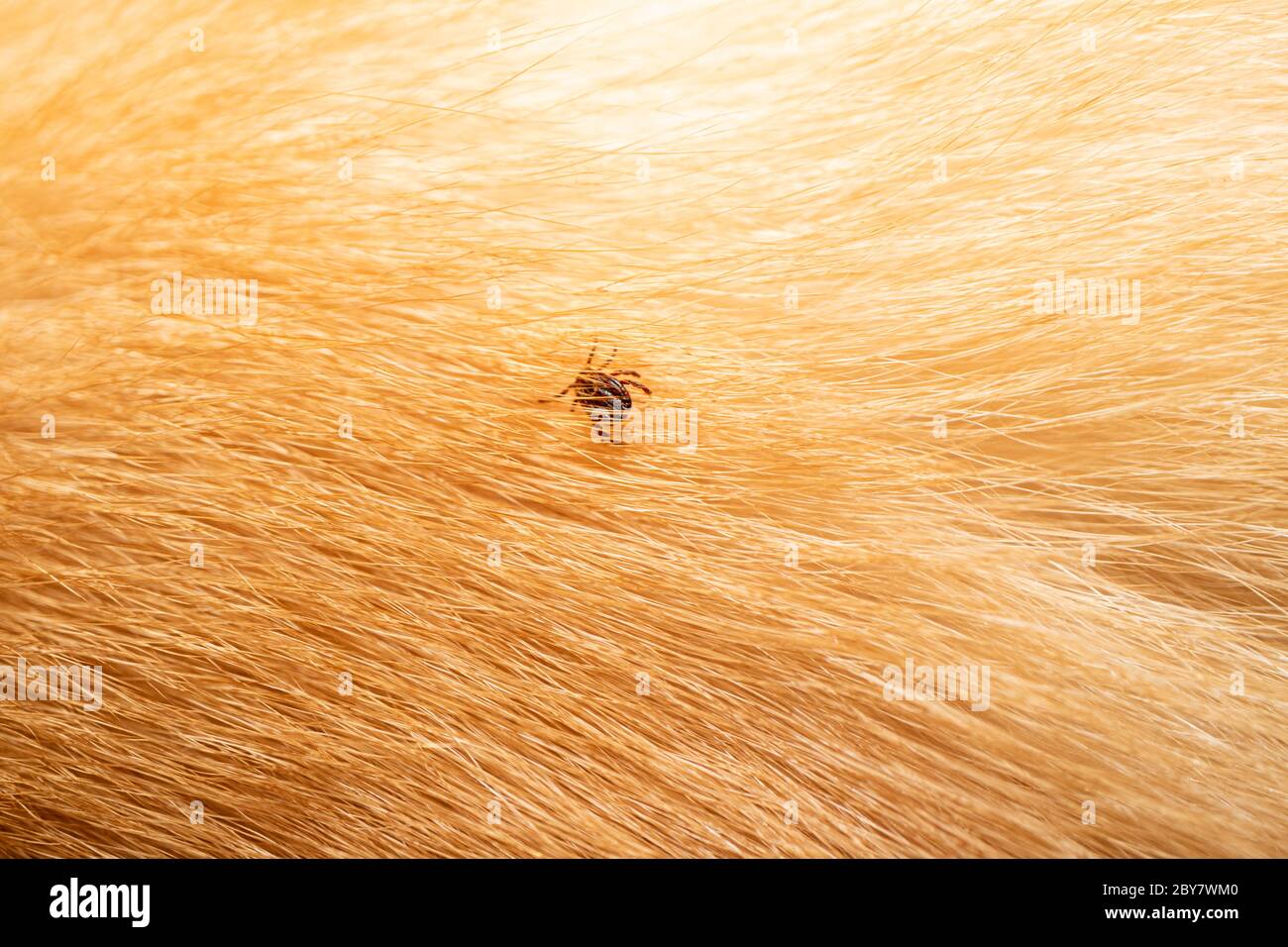 Ticks on dog hair. Ticks sucking dog blood. Dangerous insect mite ...