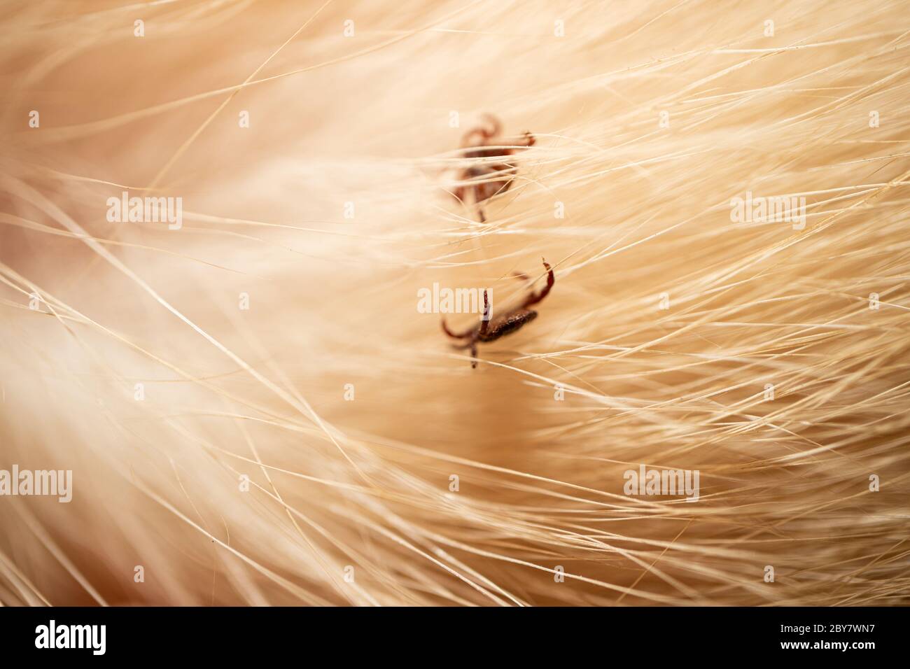 Ticks on dog hair. Ticks sucking dog blood. Dangerous insect mite ...