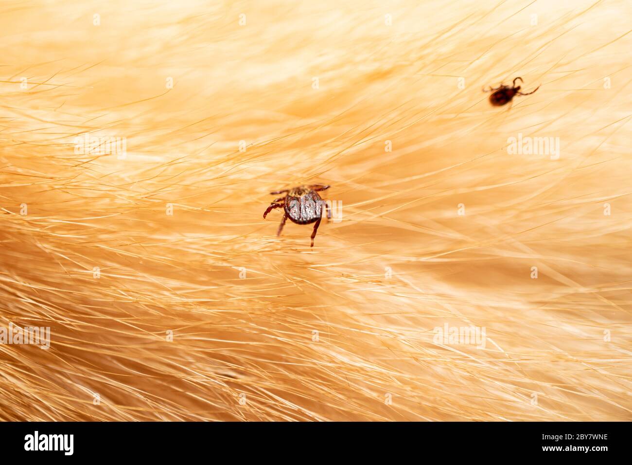 Ticks on dog hair. Ticks sucking dog blood. Dangerous insect mite ...