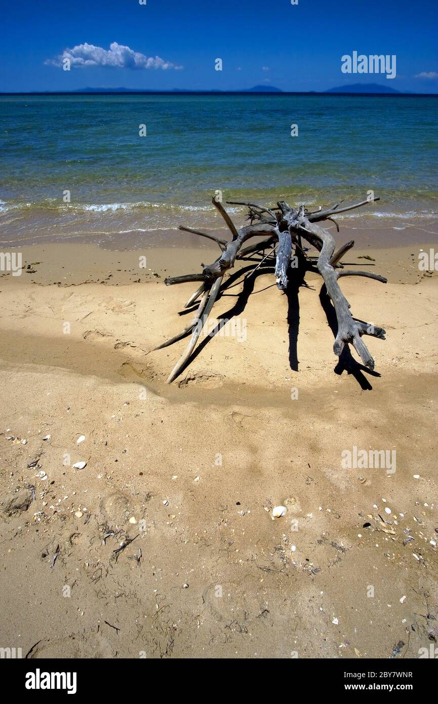 tree in madagascar Stock Photo - Alamy