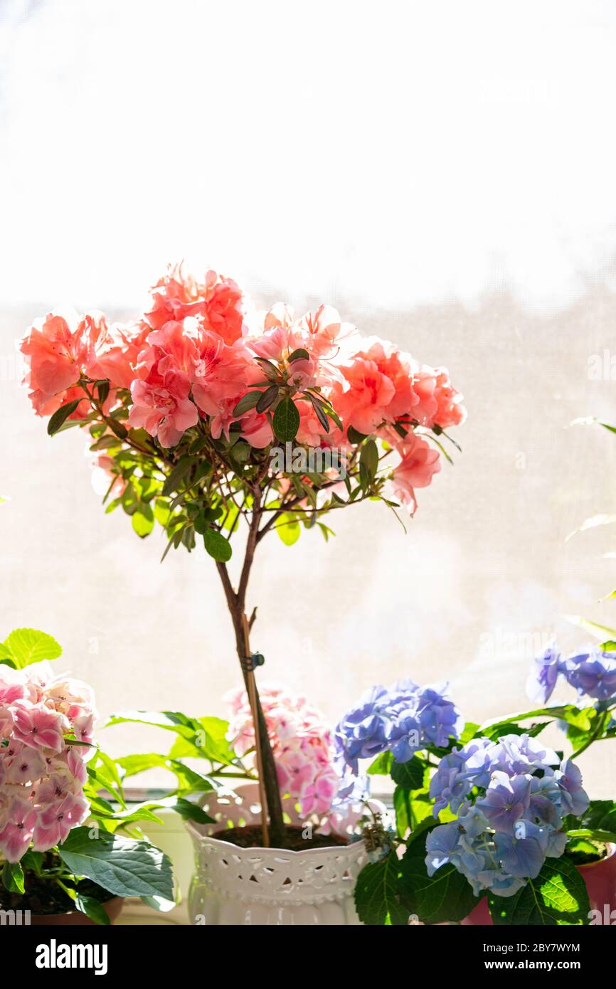 Blossom flowers home house plants on window sill in room interior ...