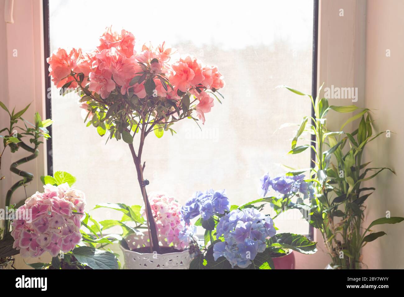 House plants in window in spring. Flowering home house plants on window ...