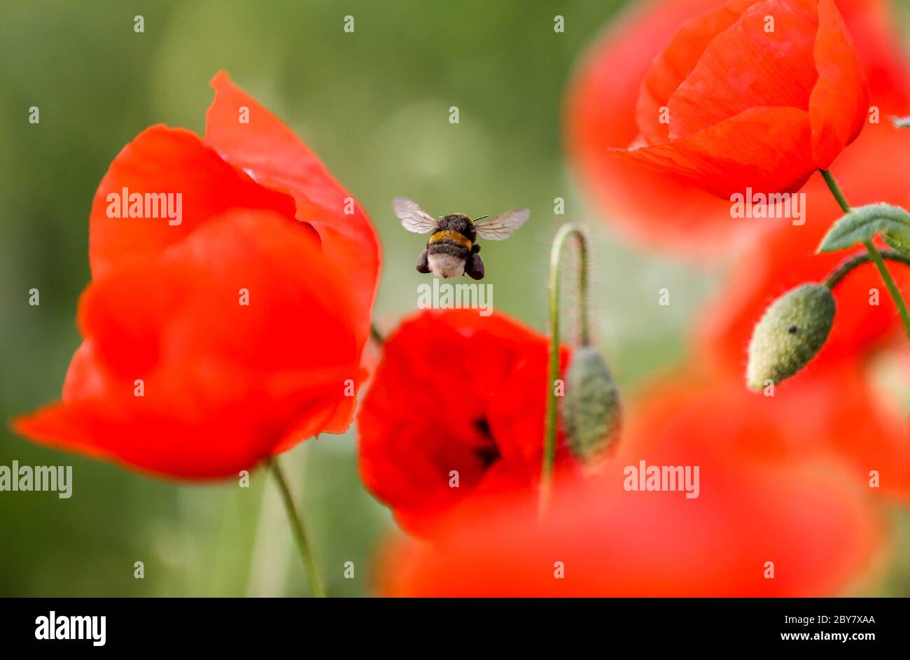 For pollinating insects hi-res stock photography and images - Alamy