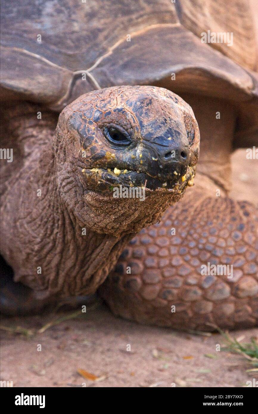 Turtle muzzle hi-res stock photography and images - Alamy