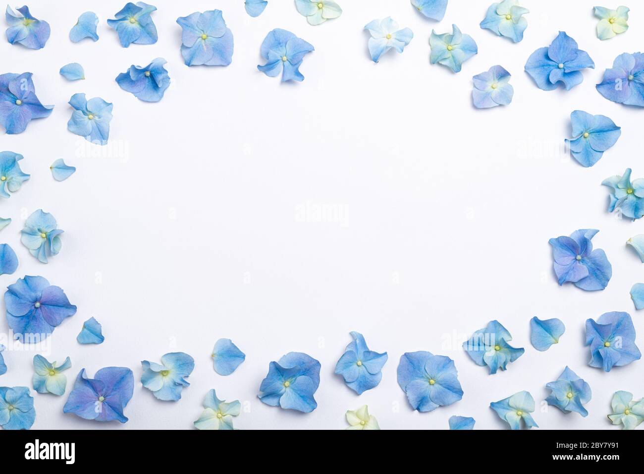 Flowers composition. Frame made of blue flowers hydrangea on white ...