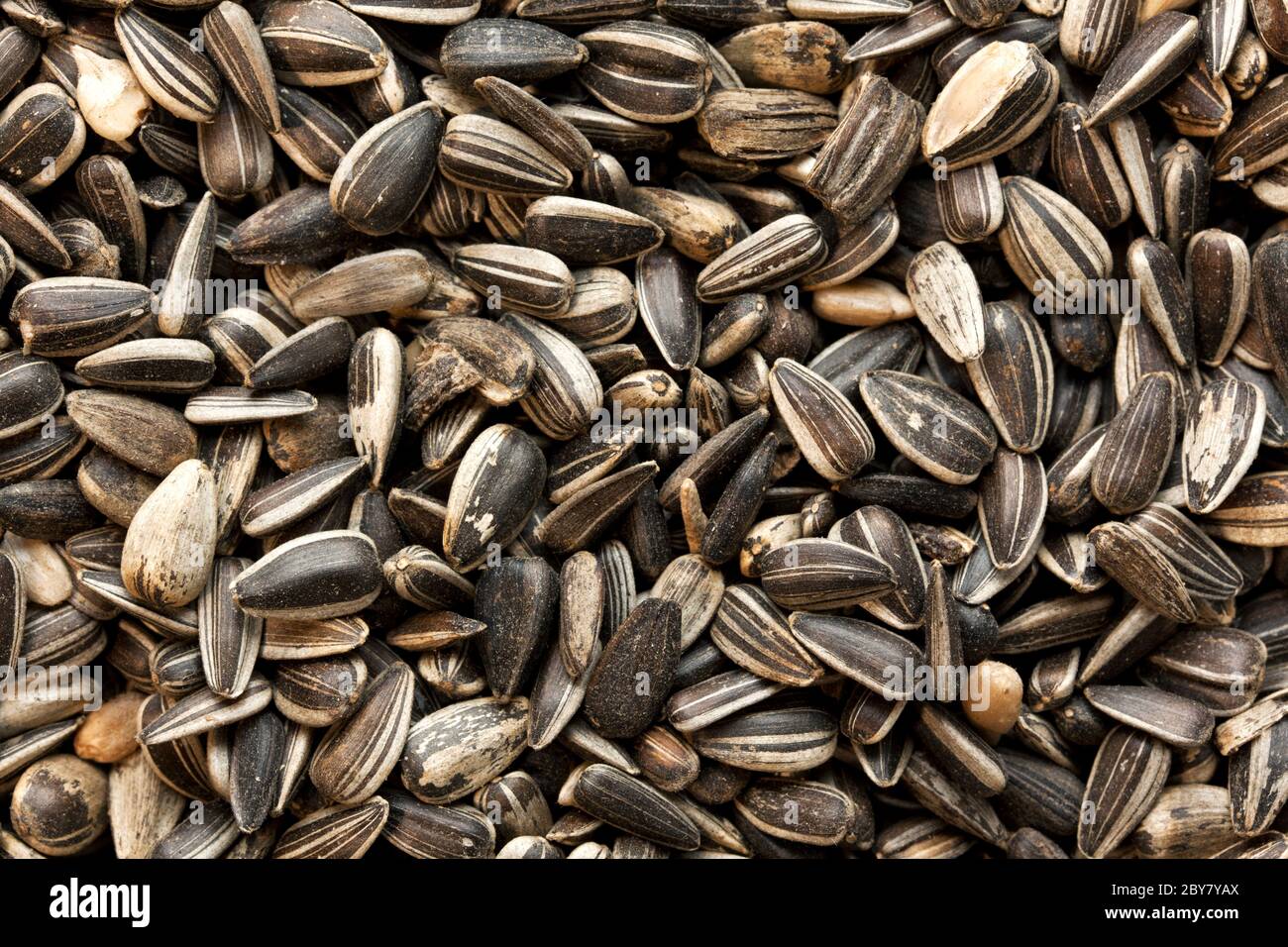 background of sunflower seeds Stock Photo - Alamy