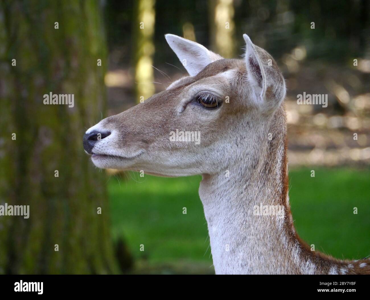 Deer cervidae bambi ruminant mammals hi-res stock photography and ...
