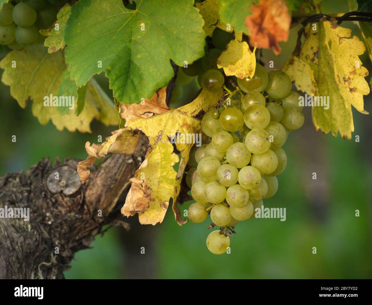 bunch of grapes Stock Photo - Alamy