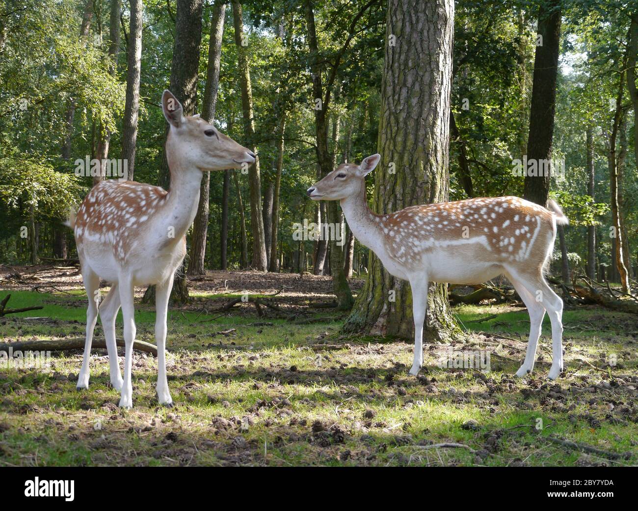 Deer cervidae bambi ruminant mammals hi-res stock photography and ...