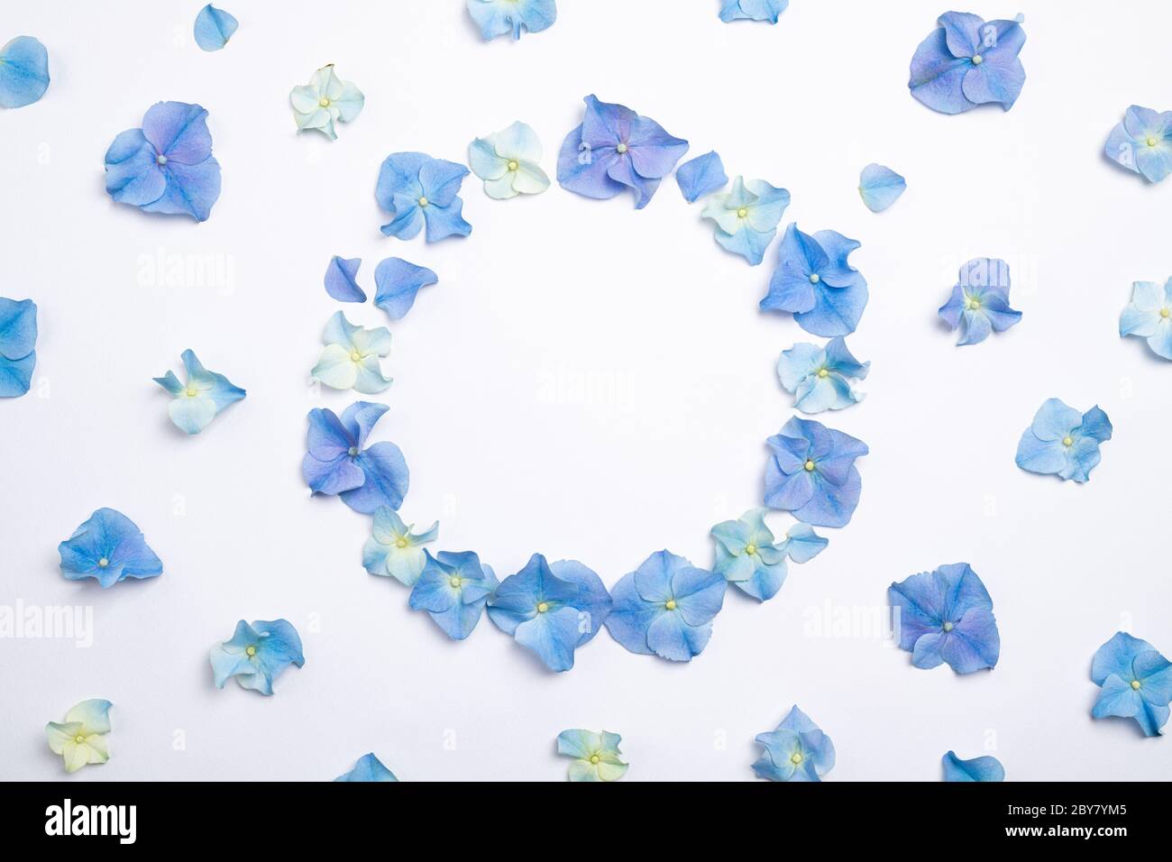 Flowers composition. Frame made of blue flowers hydrangea on white ...