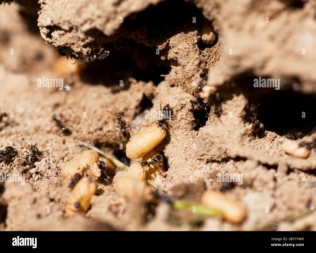 Anthill hole hi-res stock photography and images - Alamy