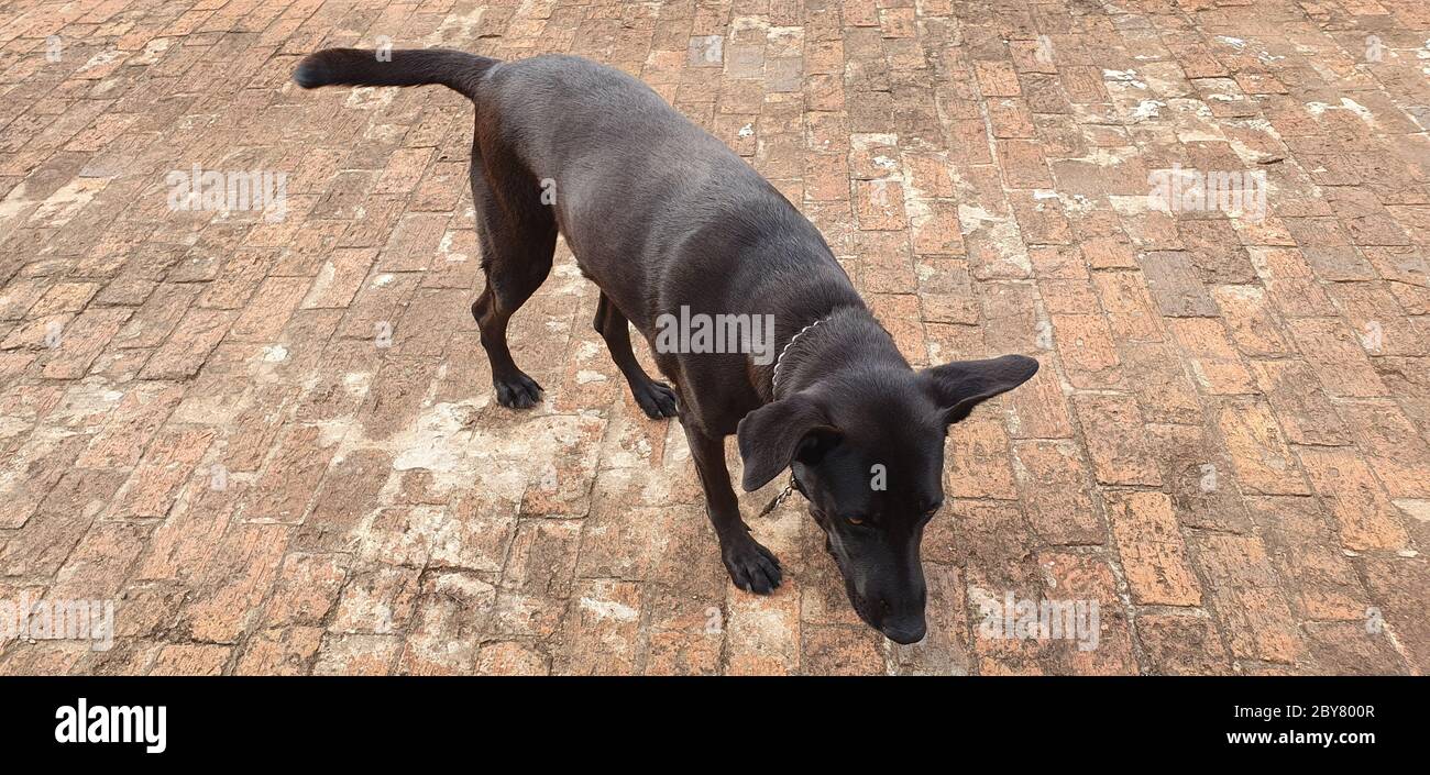 the dog wanders around the square Stock Photo - Alamy
