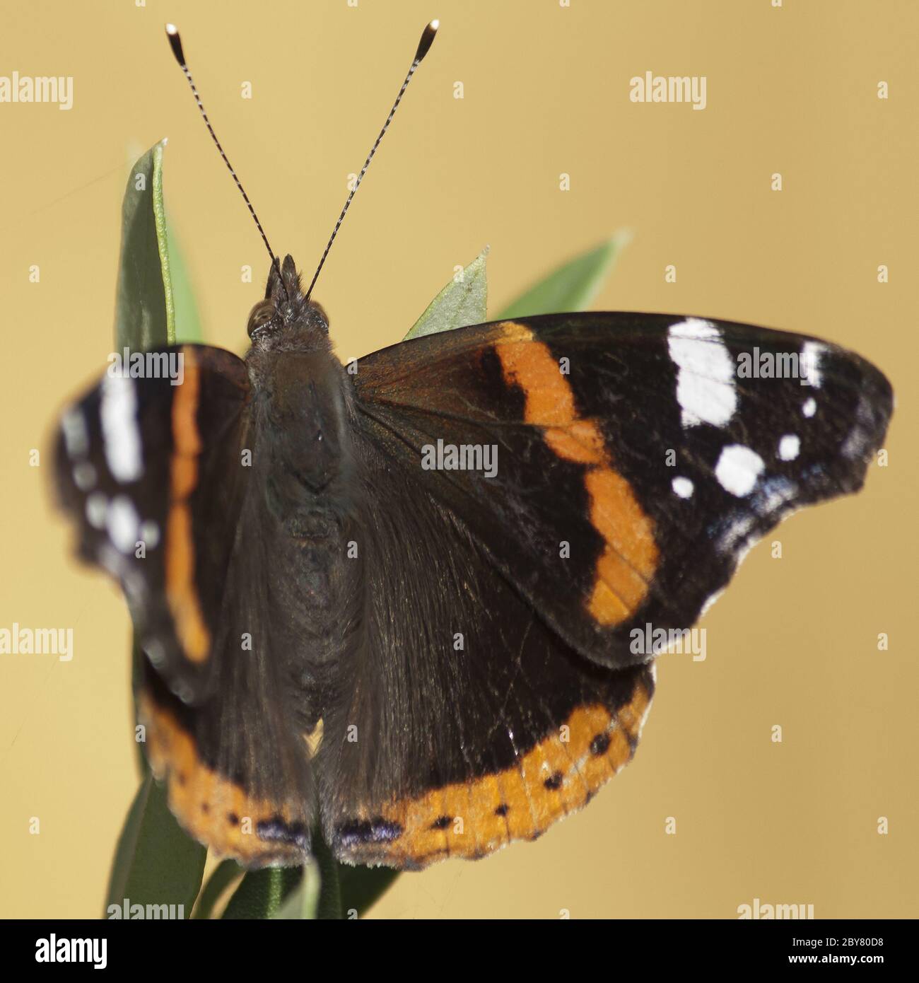 Monarch butterfly flight pattern hi-res stock photography and images ...