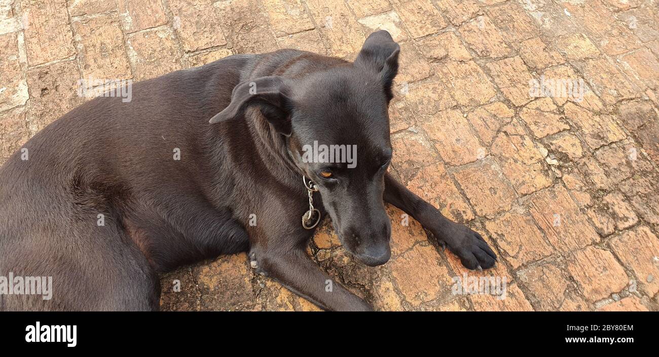 Hound rests hi-res stock photography and images - Alamy