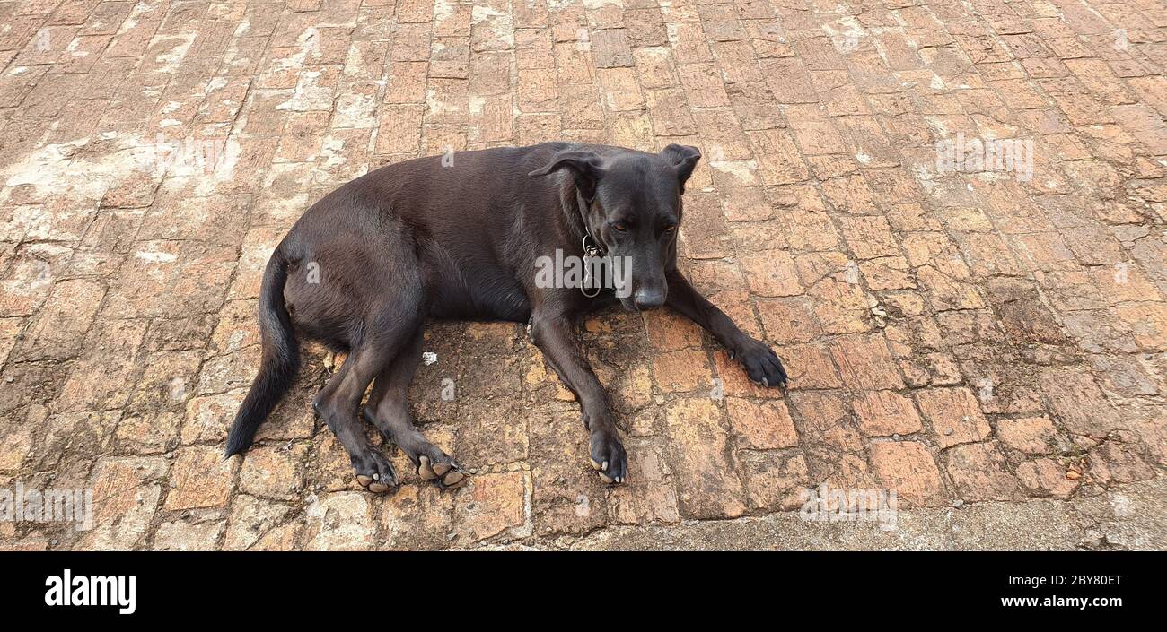 Hound rests hi-res stock photography and images - Alamy