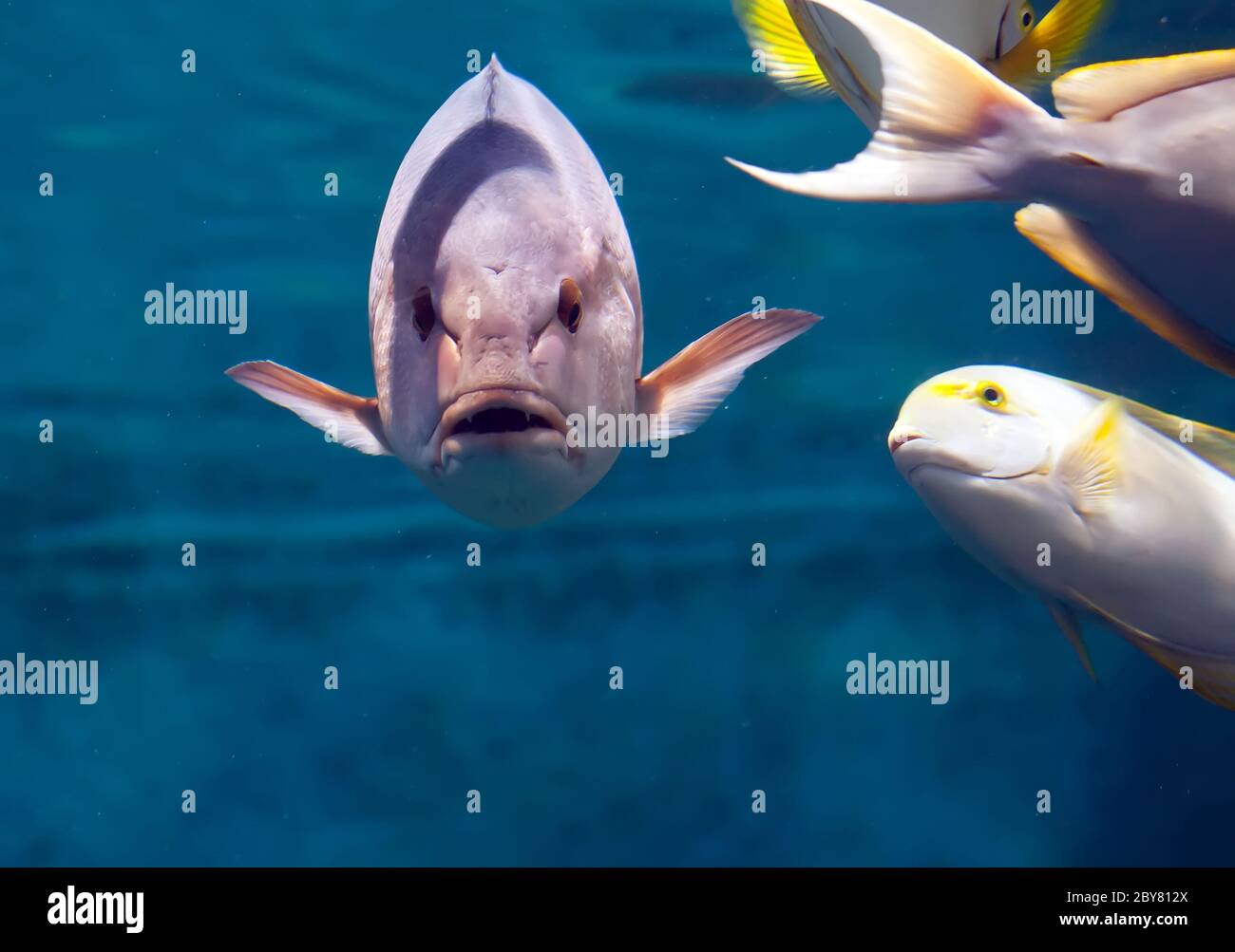 Fish Teeth Identification