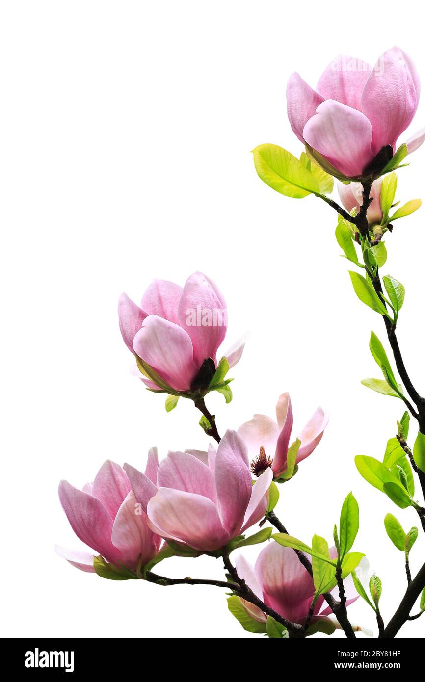 Sunlit tree flower Cut Out Stock Images & Pictures - Alamy