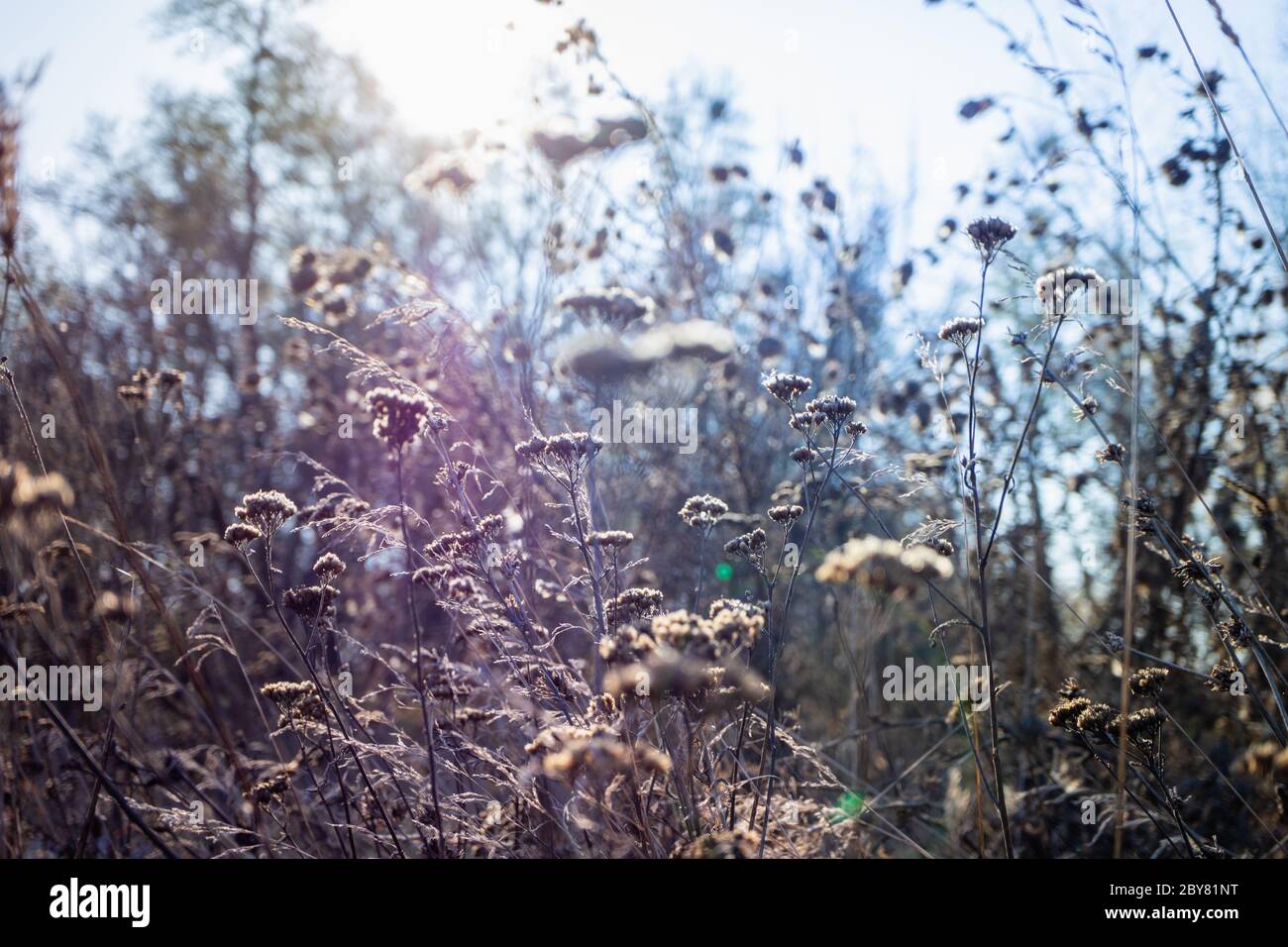 Beautiful nature autumn landscape with autumn wild flower in sunlight ...