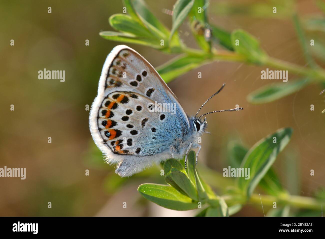 Blue butterfly uk hi-res stock photography and images - Alamy