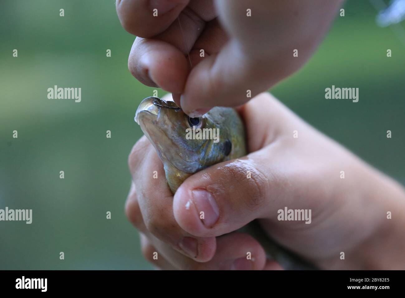 Removing a hook from a caught fish Stock Photo - Alamy