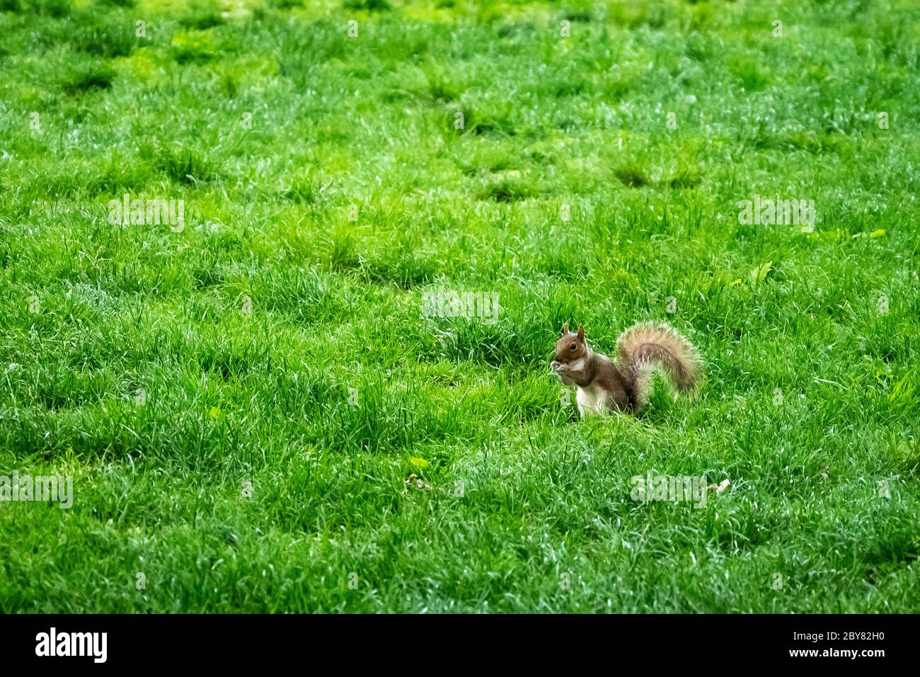 New York, USA, 2 June 2020. An eastern grey squirrel in New York City's ...