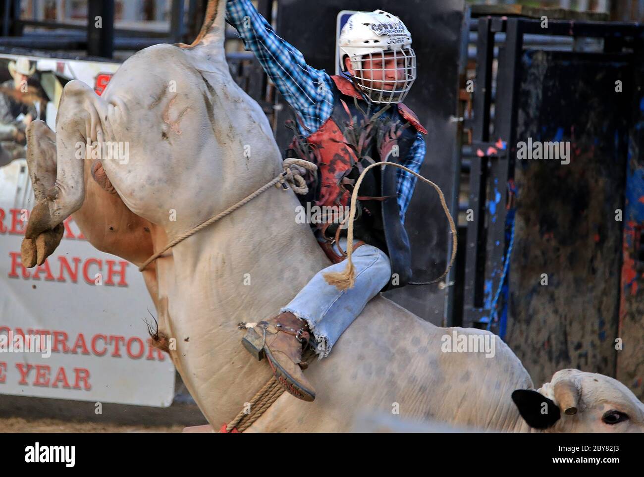 Cowboy Riding a Bull 8 Seconds Stock Photo - Alamy
