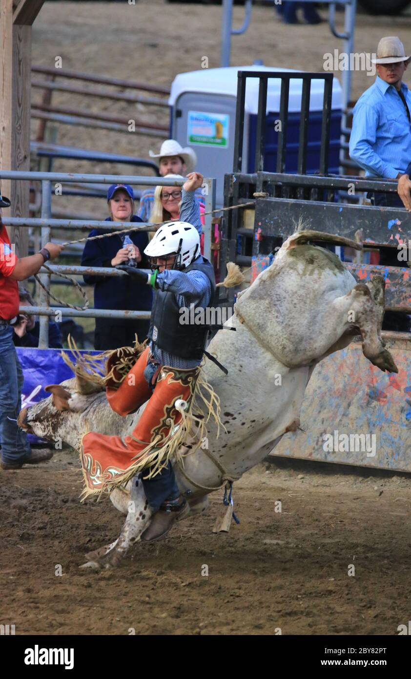 Professional Bull Riding Stock Photo - Alamy