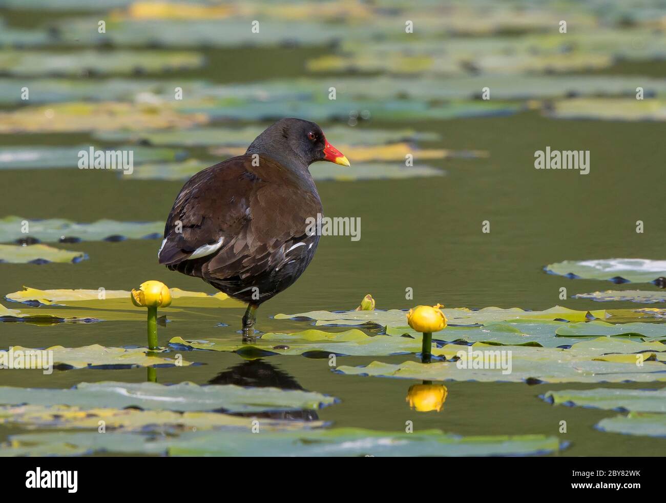 Moorhens pond hi-res stock photography and images - Alamy