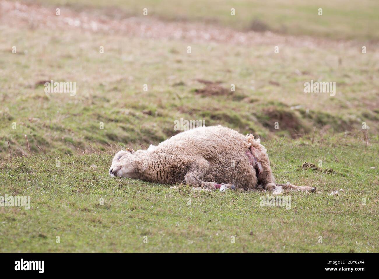 Sad close up of dead, UK sheep isolated outdoors in countryside field, in spring. British ...