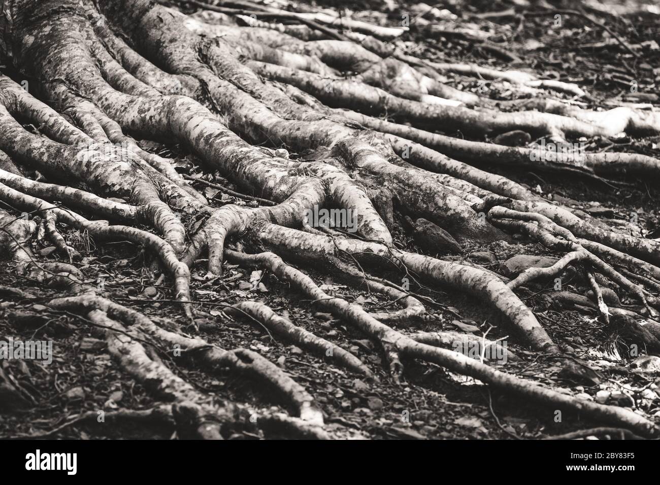 Large roots of beech tree spreading over the land surface - Black and ...