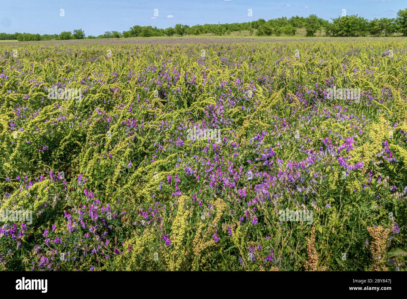 Curly dock hi-res stock photography and images - Alamy