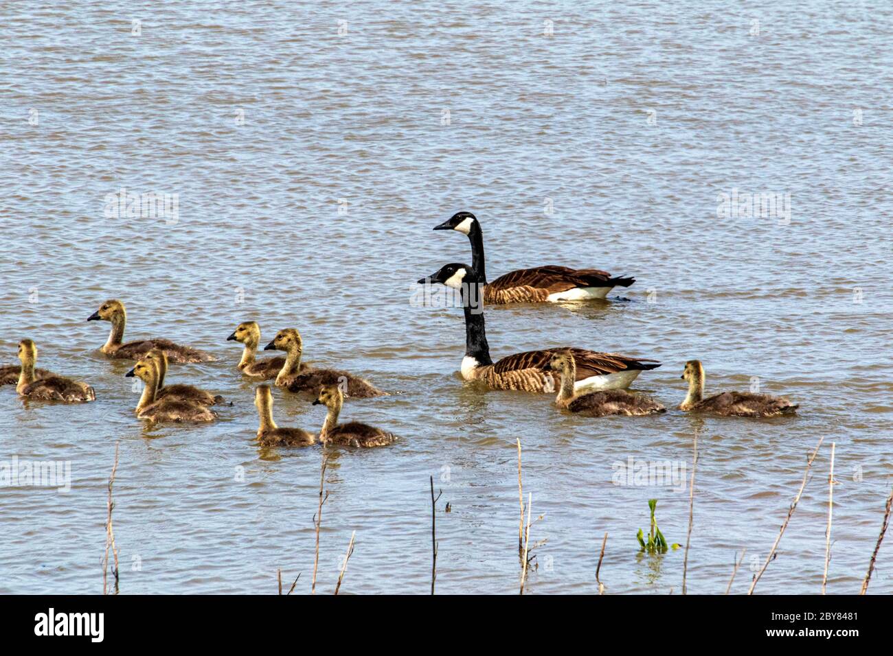 Branta canadensis, Canada Goose,Hagerman National Wildlife Refuge,Texas ...