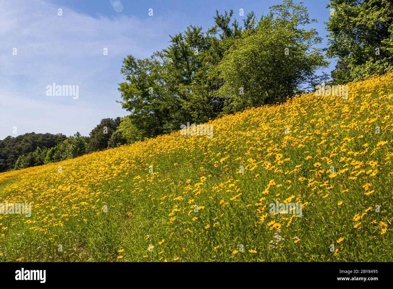 Lanceleaf tickseed, Texas,USA,coreopsis lanceolata,wildflowers Stock ...