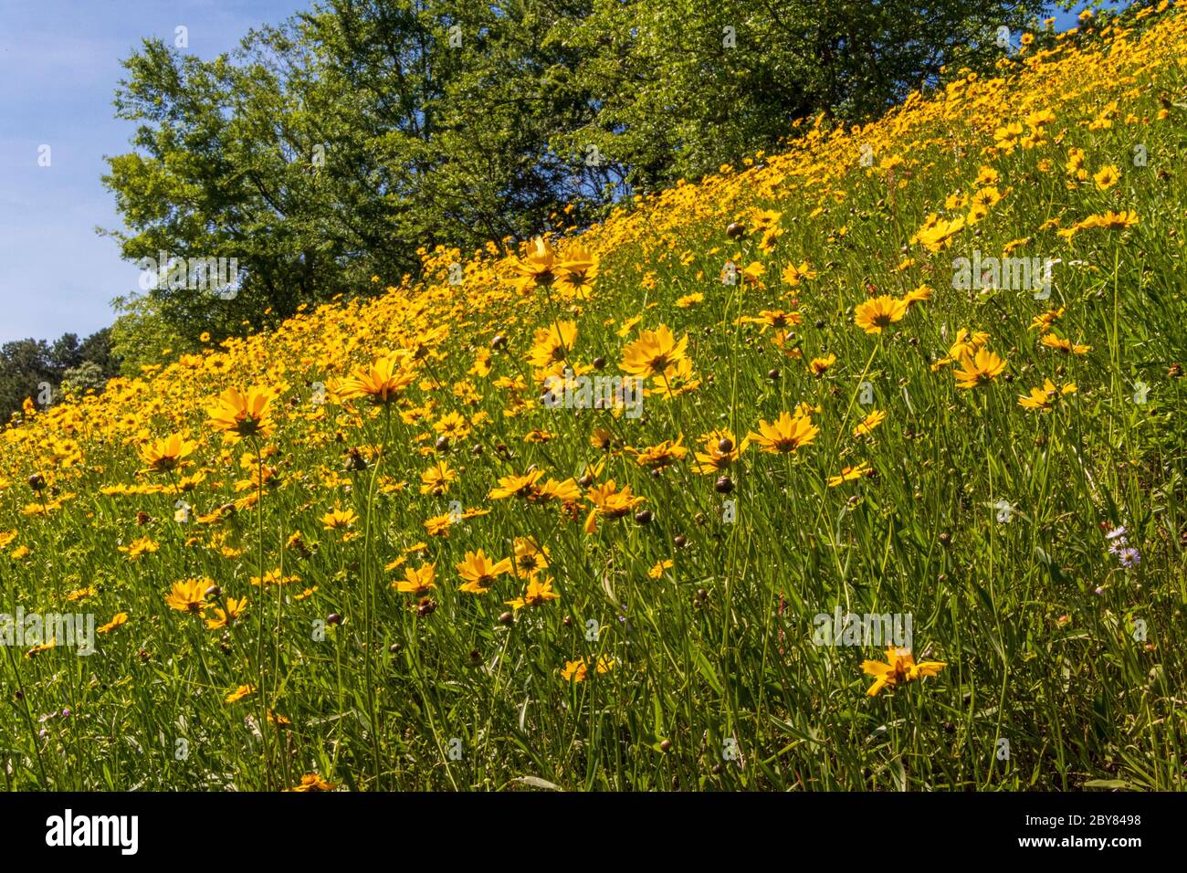 Texas tickseed hi-res stock photography and images - Alamy