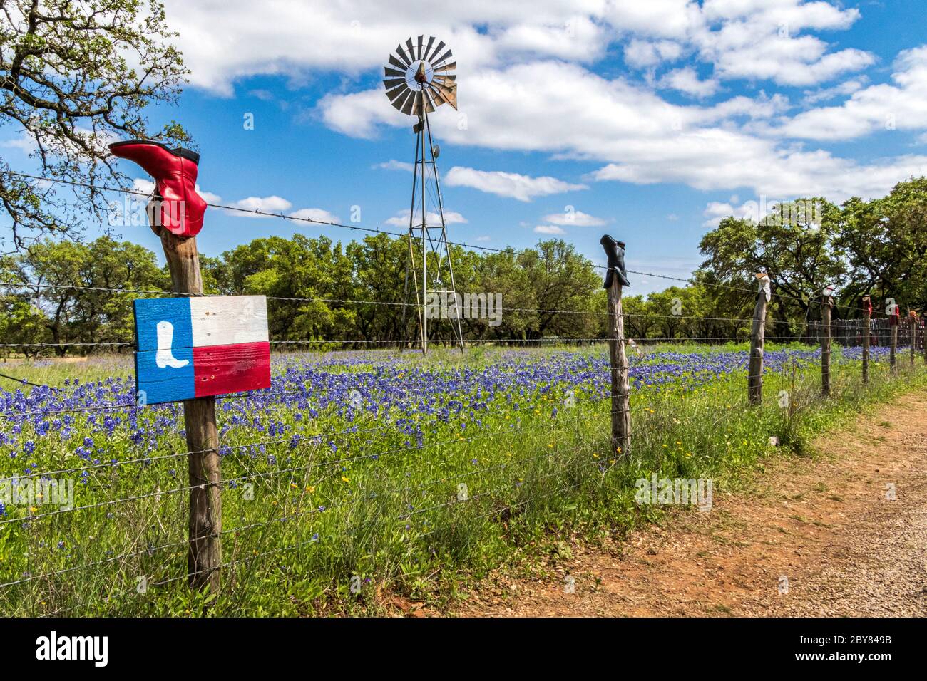 Fredericksburg, Hill Country,Lupinus texensis,Texas,USA,Willow City ...