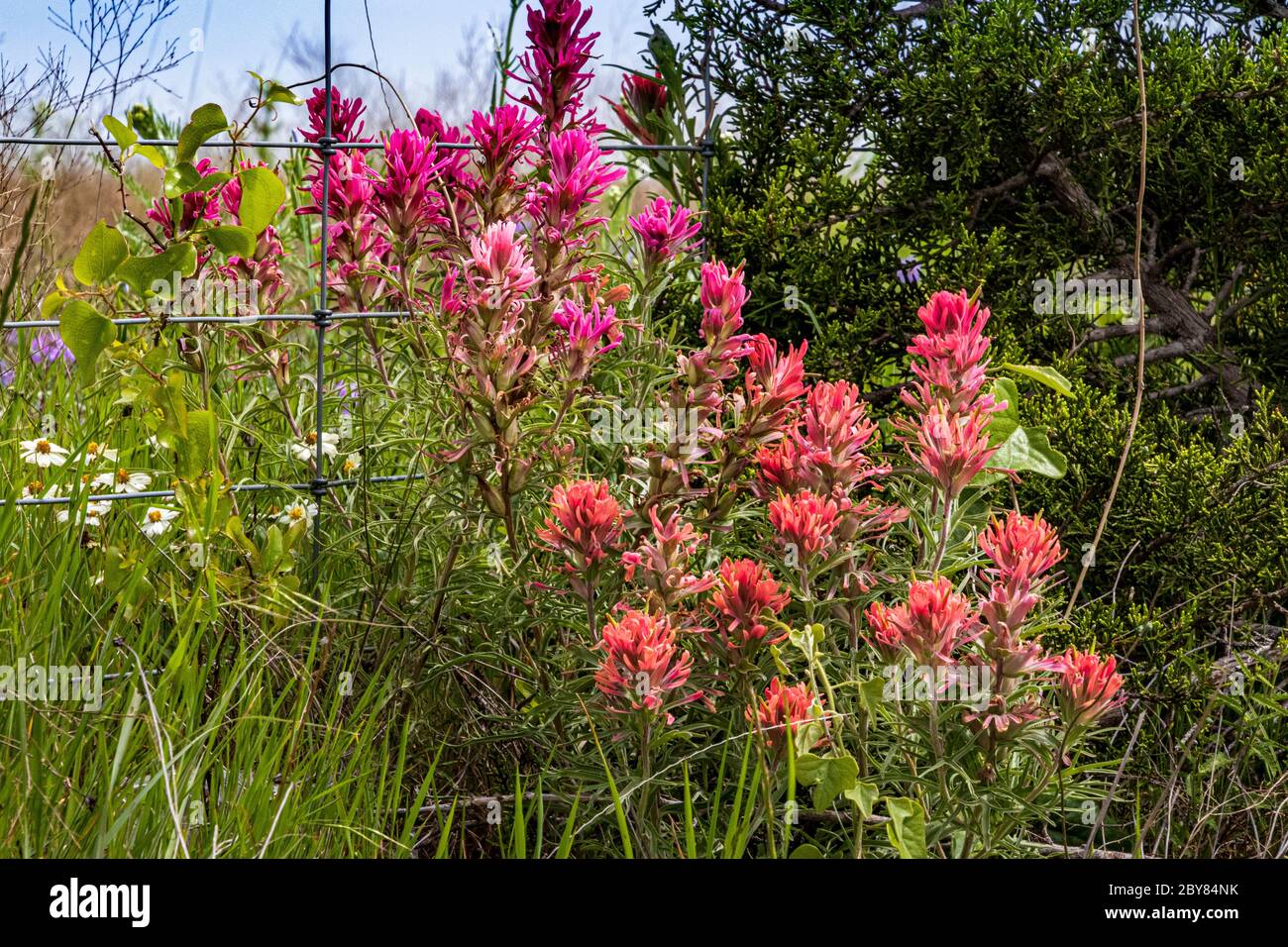 Downy indian paintbrush hi-res stock photography and images - Alamy