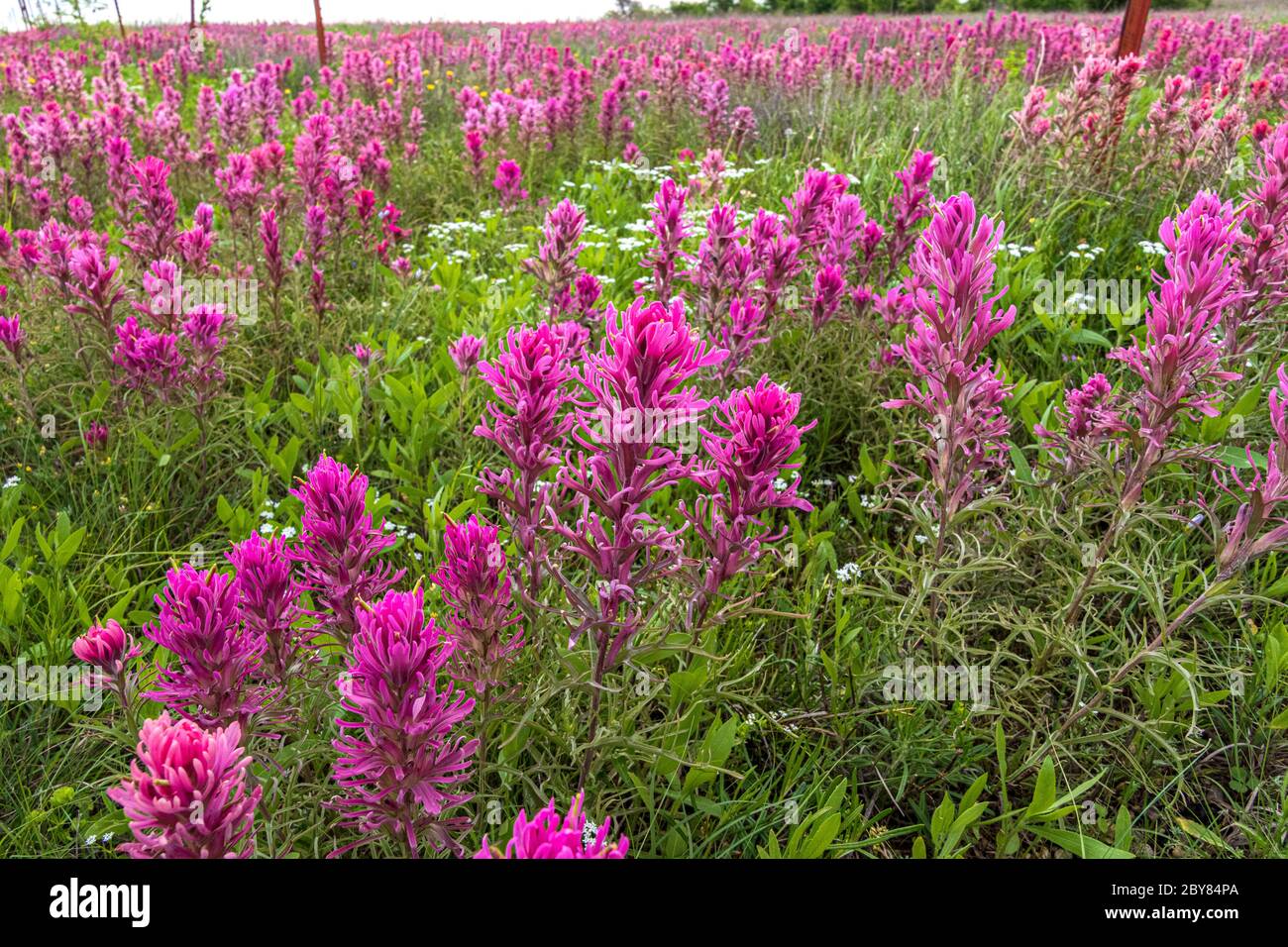 Downy indian paintbrush hi-res stock photography and images - Alamy