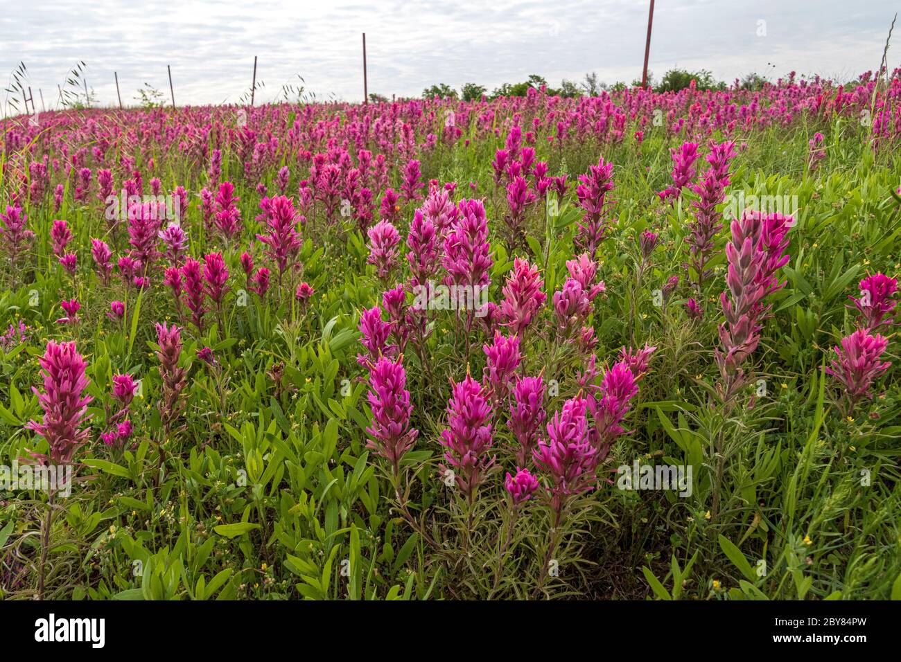 Downy indian paintbrush hi-res stock photography and images - Alamy
