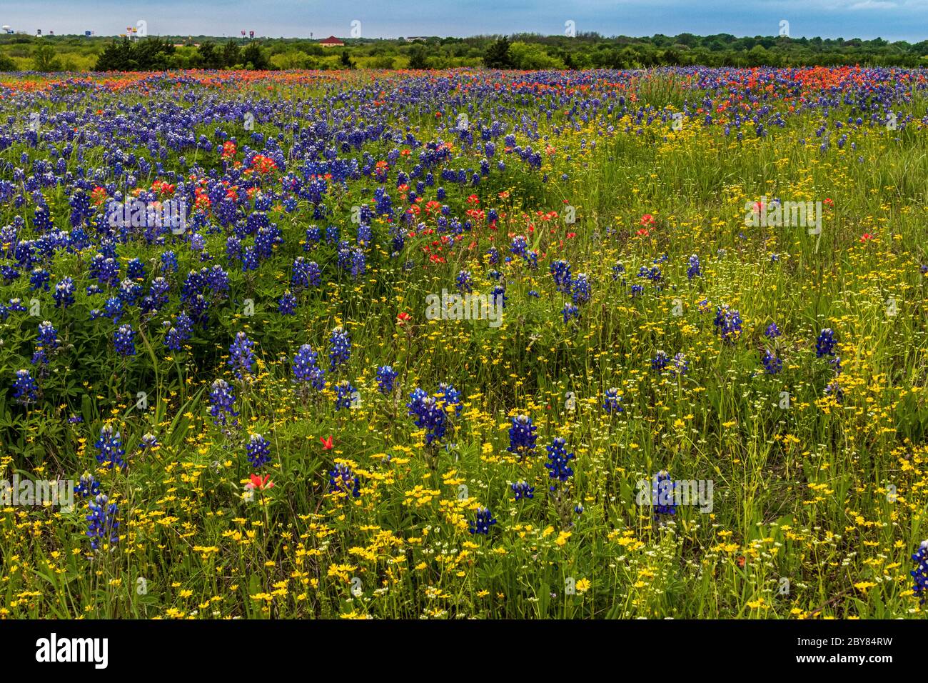 Amblyolepis setigera, Castilleja indivisa,Ennis,Huisache Daisy,Lupinus ...