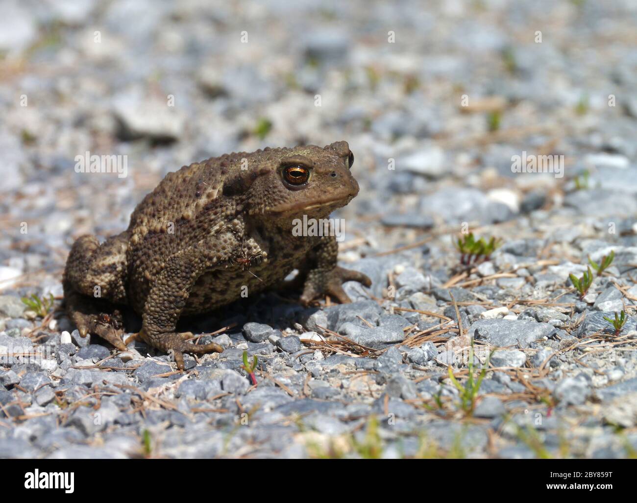 Toad picture hi-res stock photography and images - Alamy
